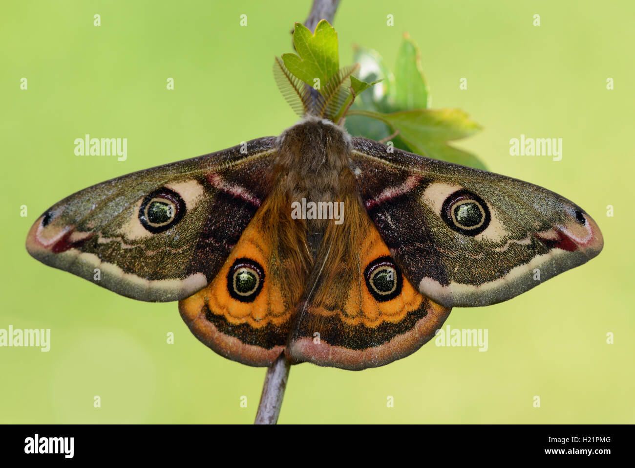 Wing of emperor moth hi-res stock photography and images - Alamy