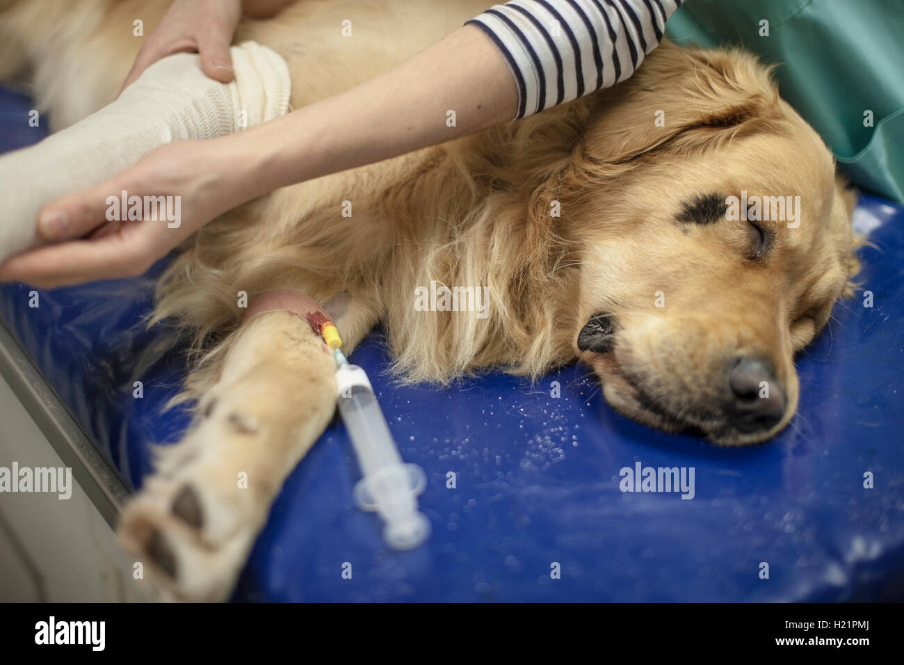 Dog in surgery Stock Photo - Alamy