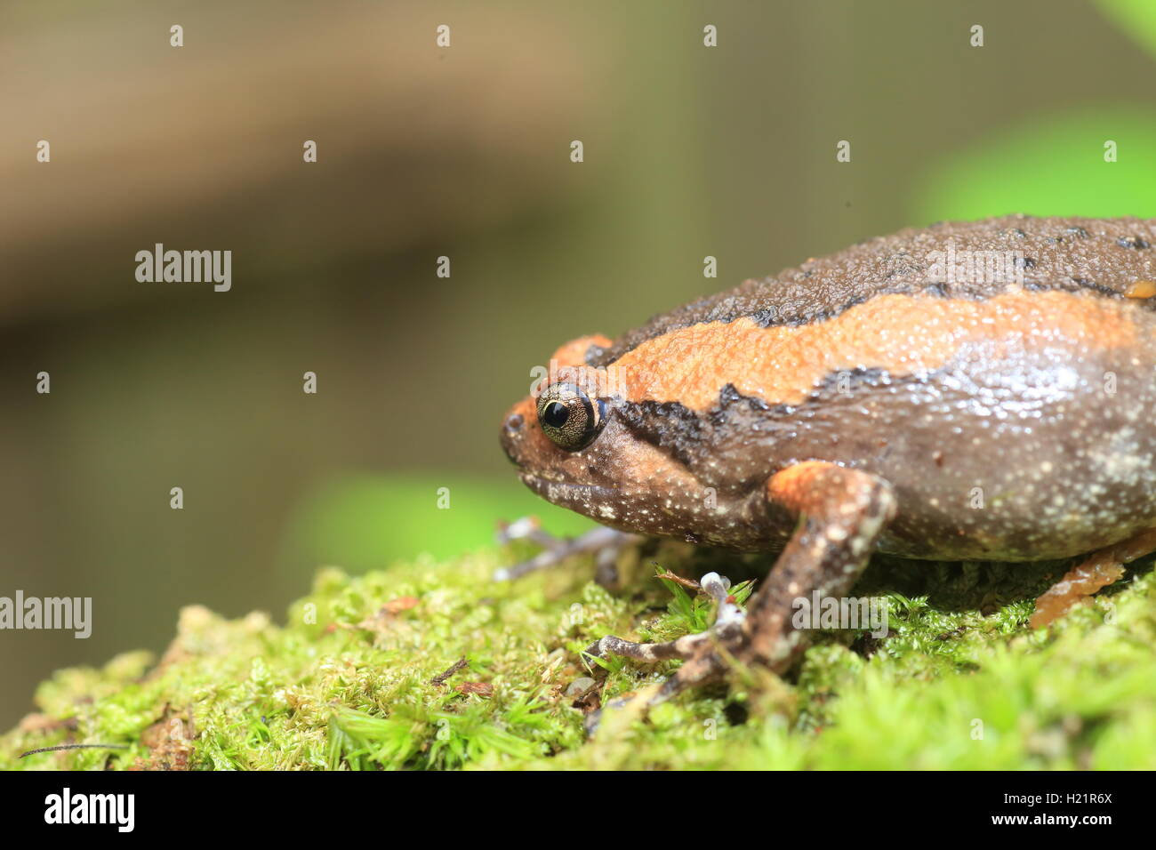 Banded bullfrog (Kaloula pulchra) in Kaengkrachan National Park ...