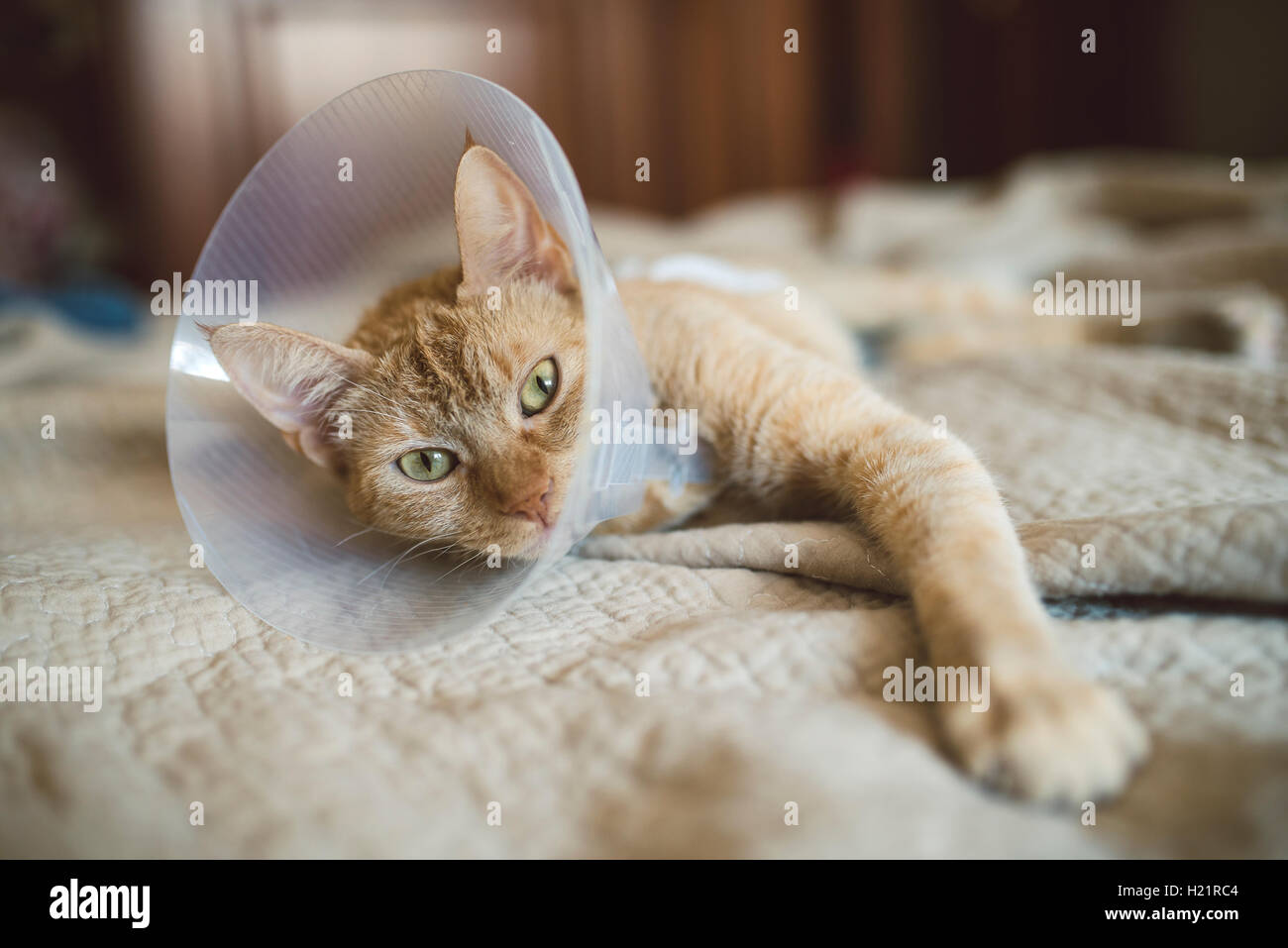 Elizabethan bed hi-res stock photography and images - Alamy