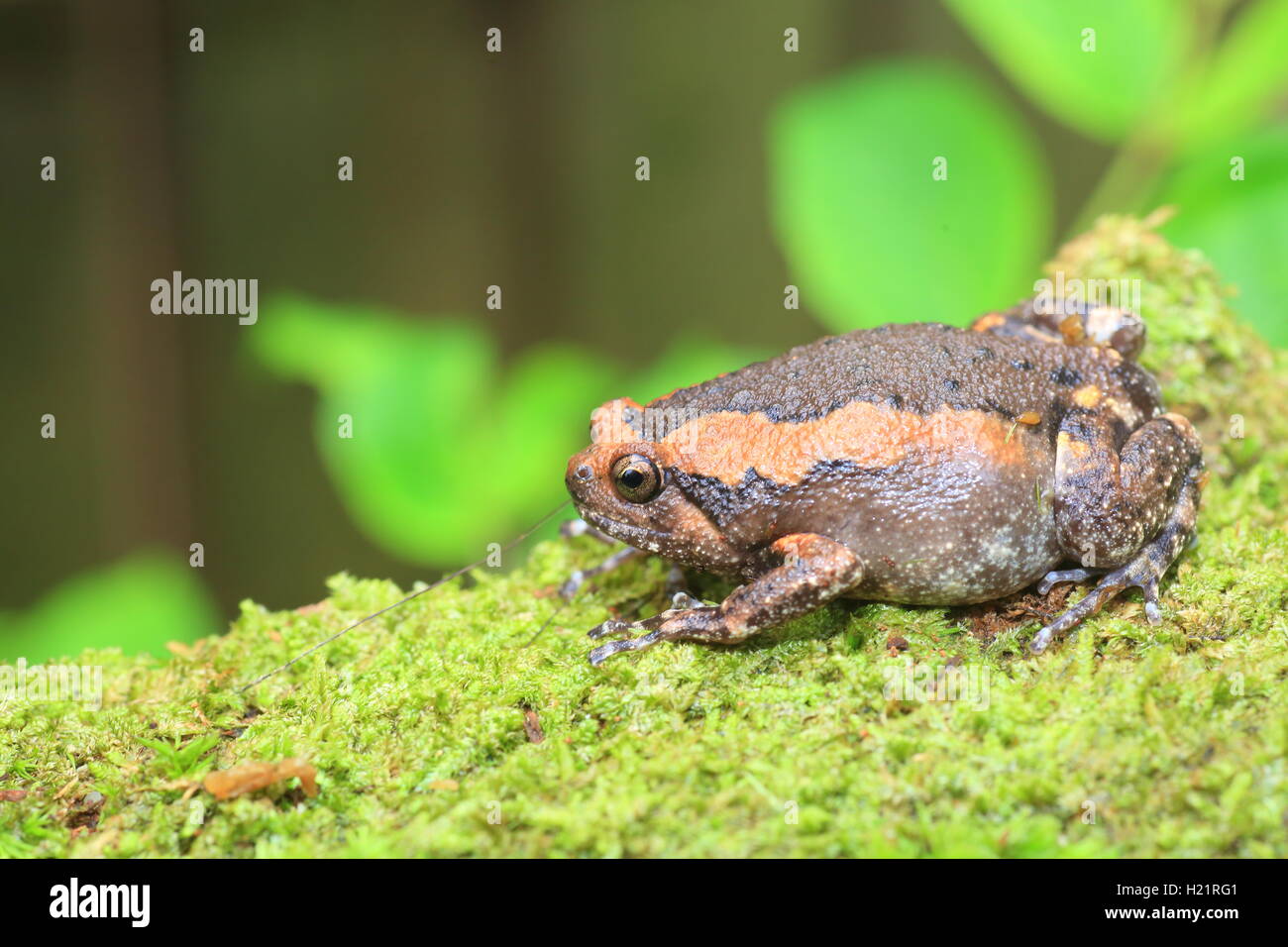 Banded bullfrog (Kaloula pulchra) in Kaengkrachan National Park ...