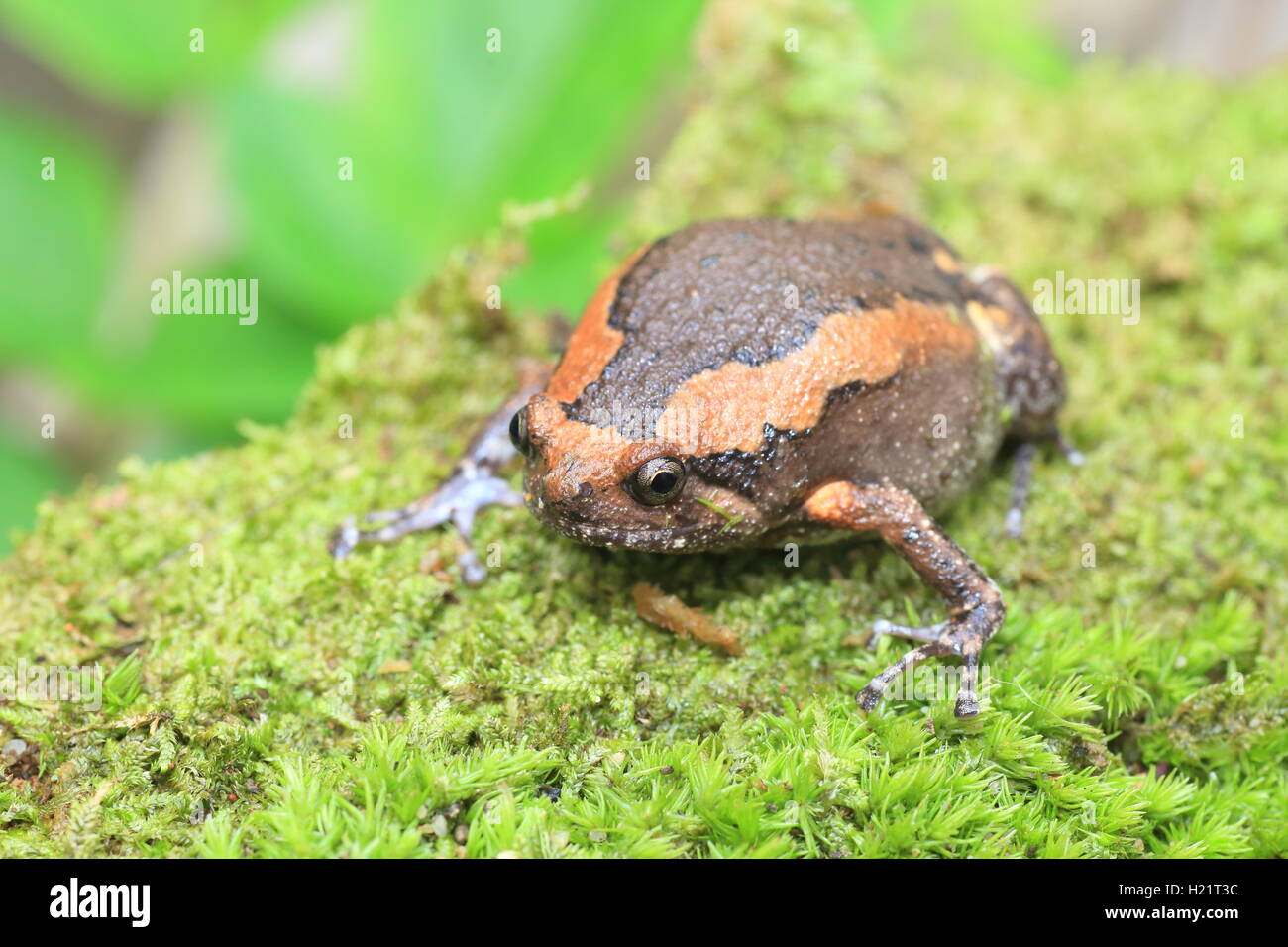 Banded bullfrog (Kaloula pulchra) in Kaengkrachan National Park ...