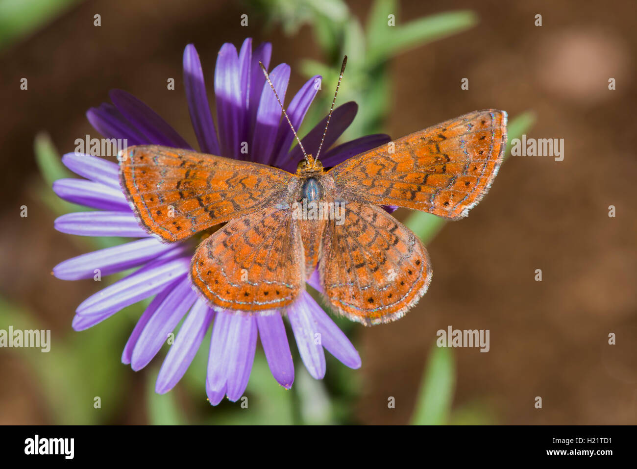 Arizona Metalmark Calephelis arizonensis Harshaw Canyon, Patagonia ...