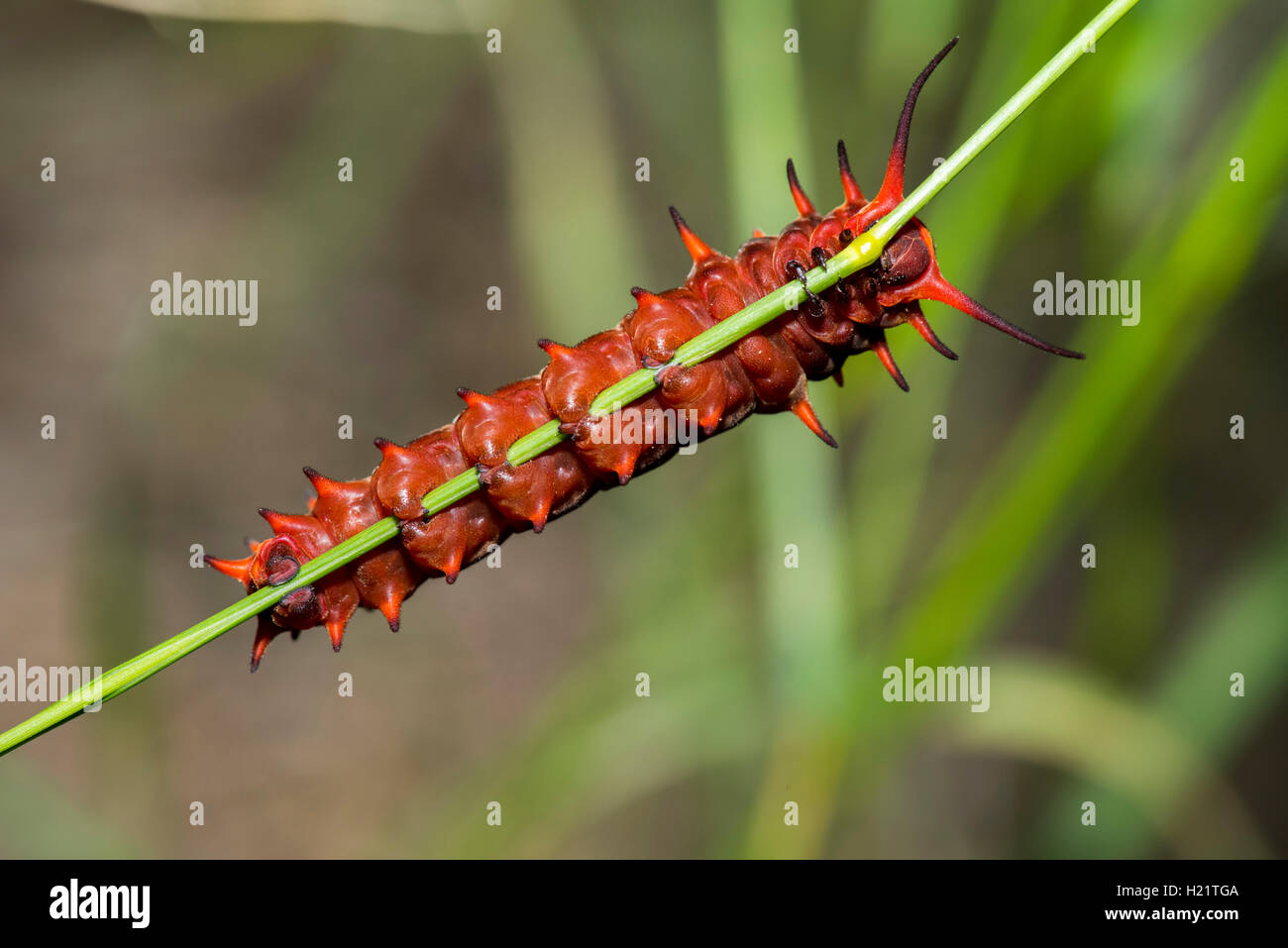 Pipevine Swallowtail Battus philenor Tucson, Arizona, United States 13 ...