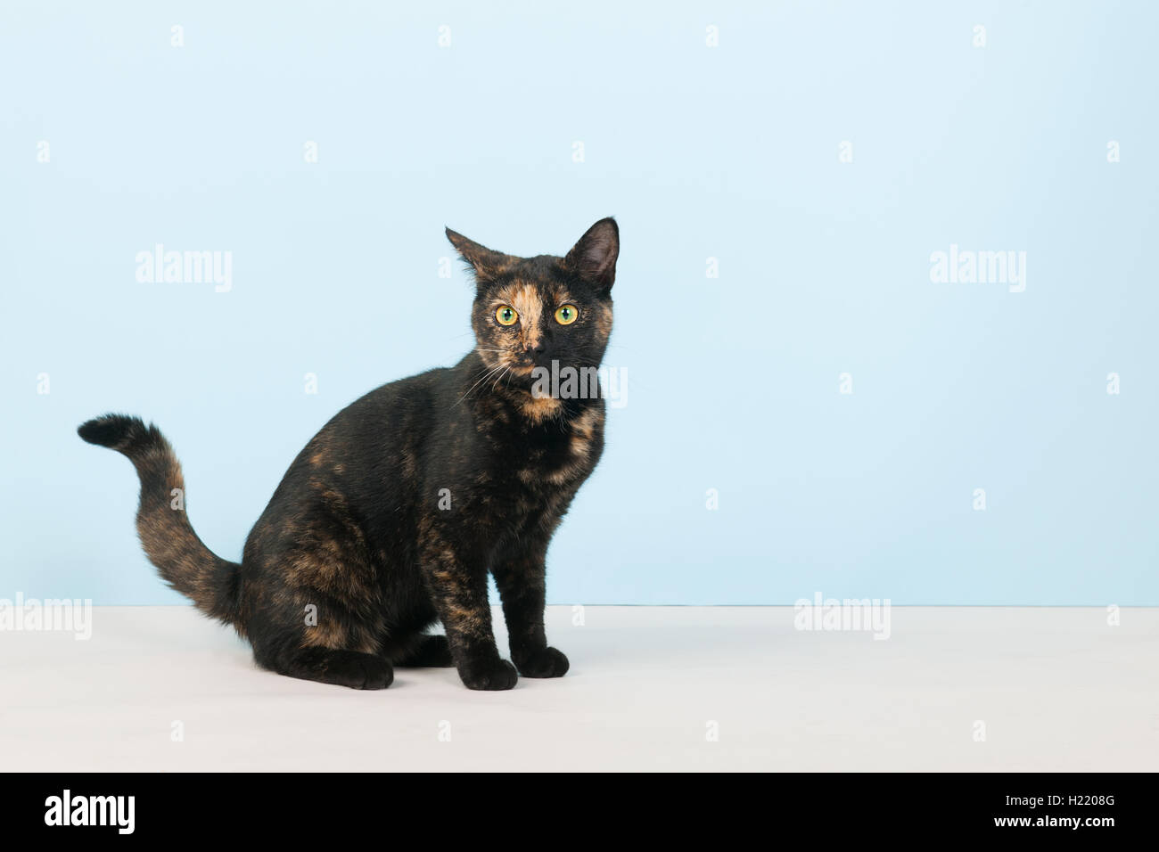 Turtle cat on blue background Stock Photo - Alamy