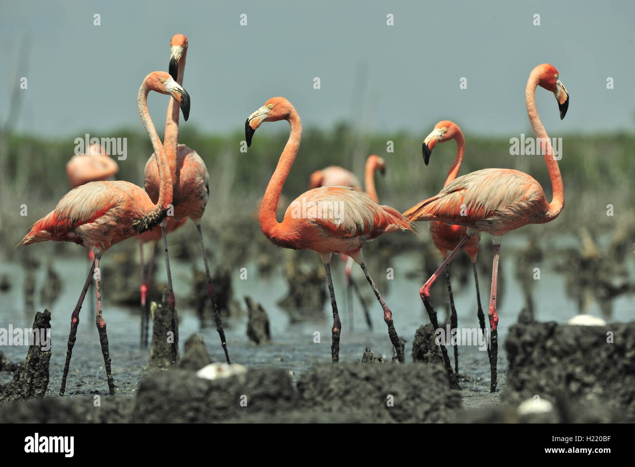 Great Flamingo (Phoenicopterus ruber Stock Photo - Alamy