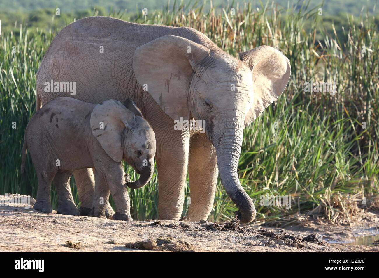 Animal brothers hi-res stock photography and images - Alamy