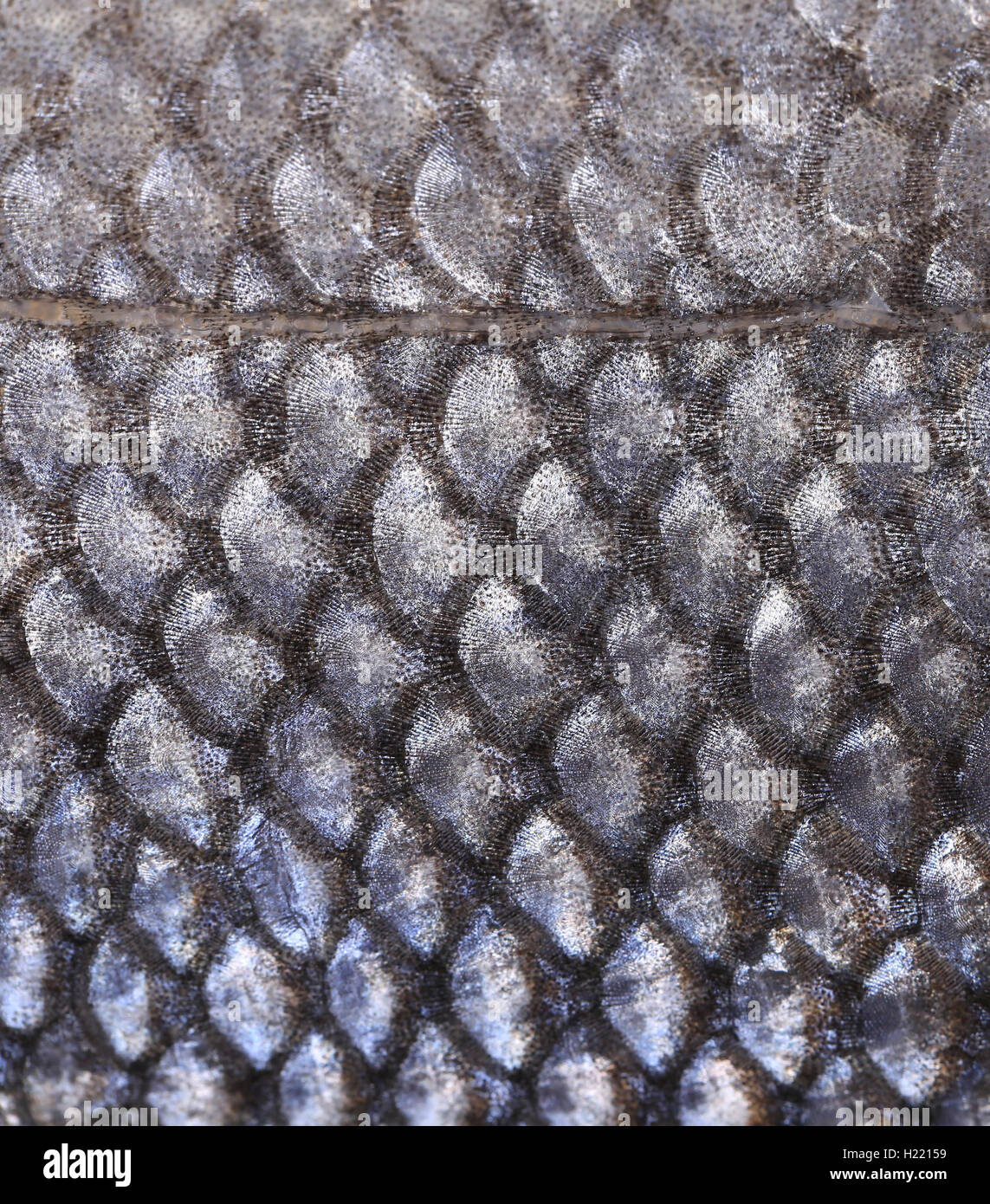 Close up of seabass scale texture Stock Photo - Alamy
