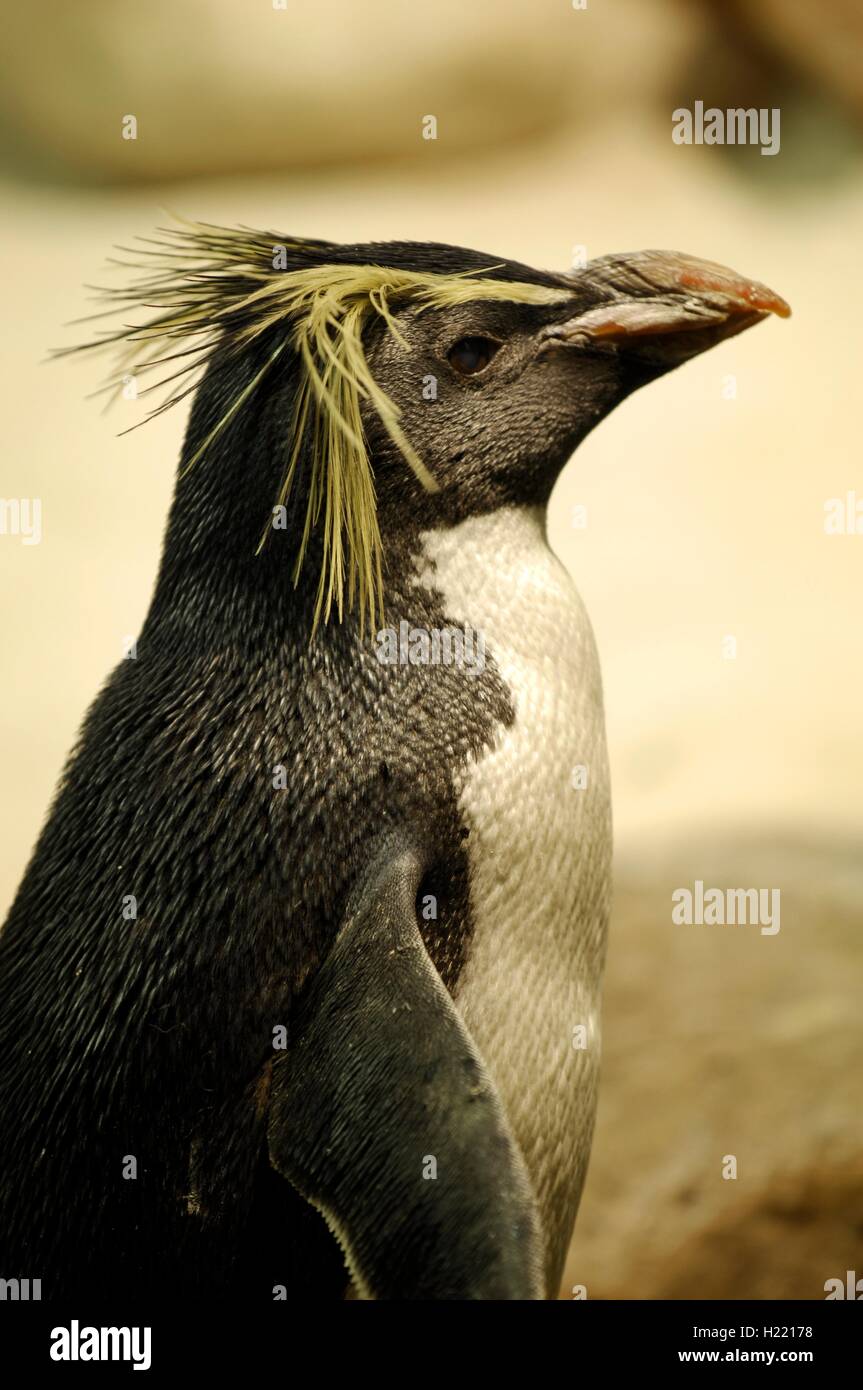 Little blue fairy penguin hi-res stock photography and images - Alamy