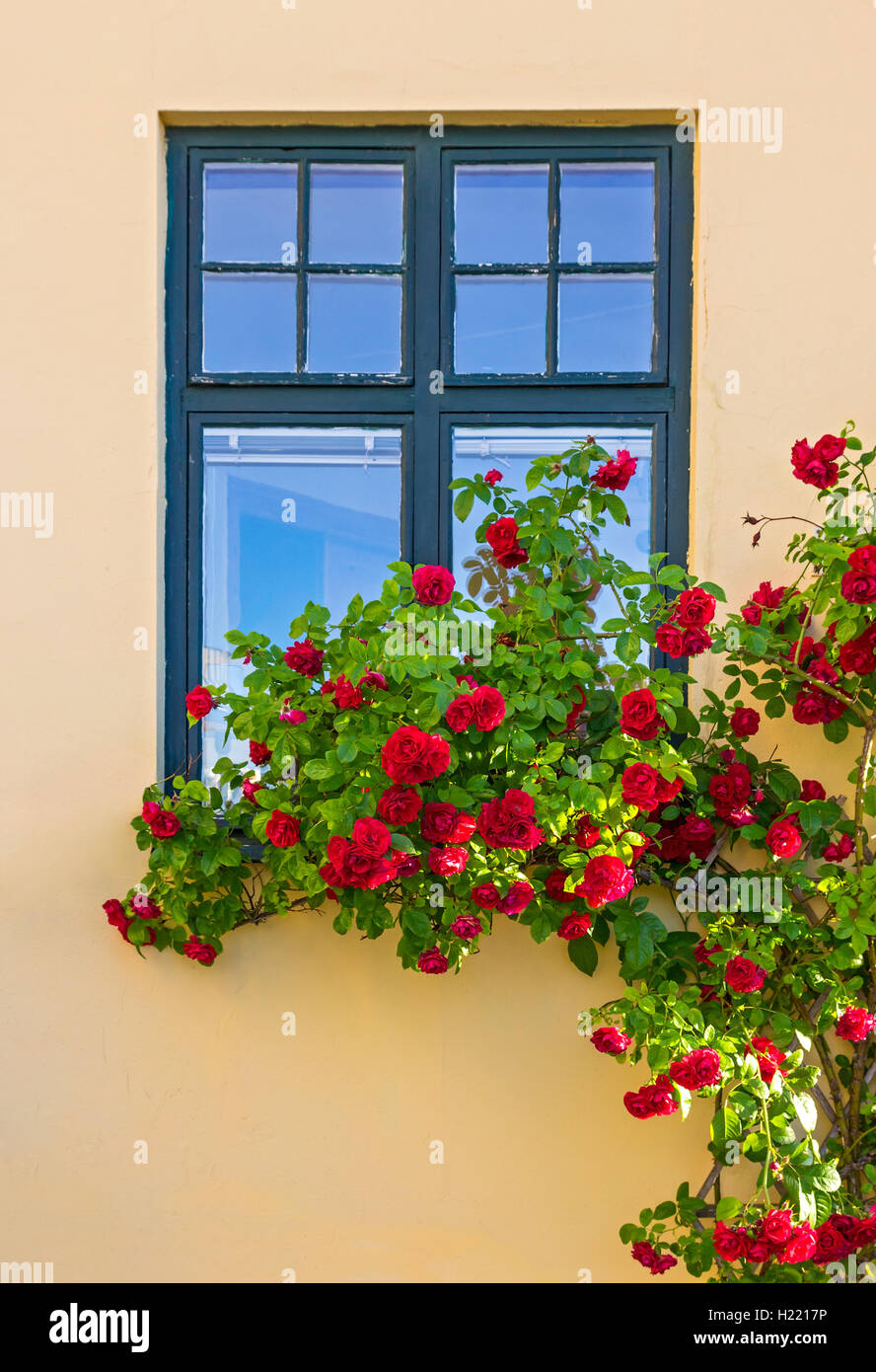 Roses decorating a house Stock Photo - Alamy