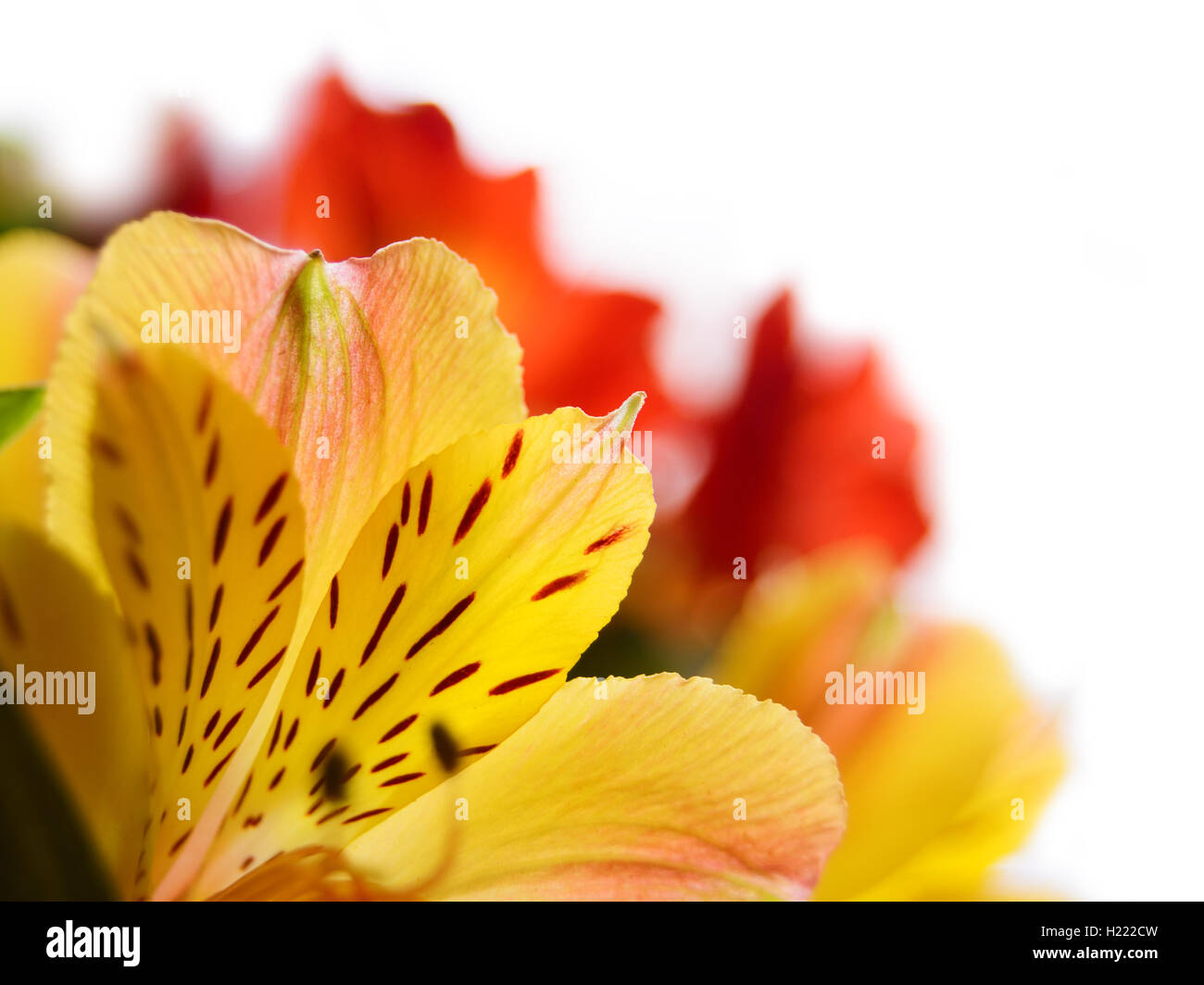 Beautiful Coloured Flowers on the White Background Stock Photo - Alamy