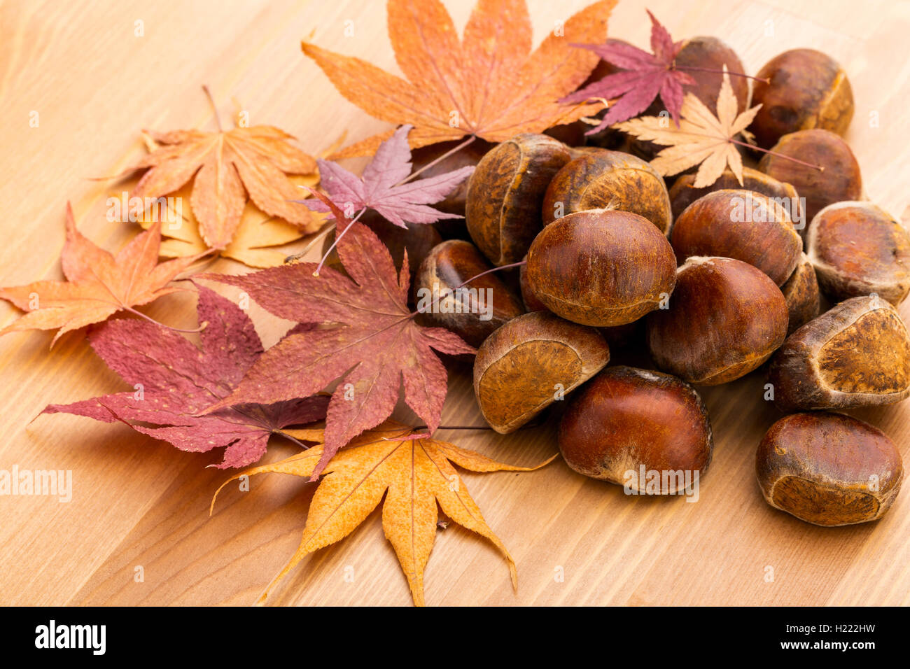 Chestnut and dried maple leave Stock Photo - Alamy