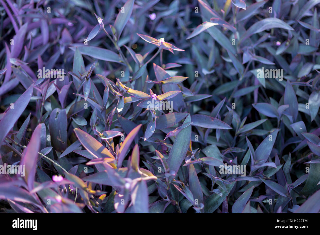 Closeup of a flowering Purple Heart plant Stock Photo - Alamy