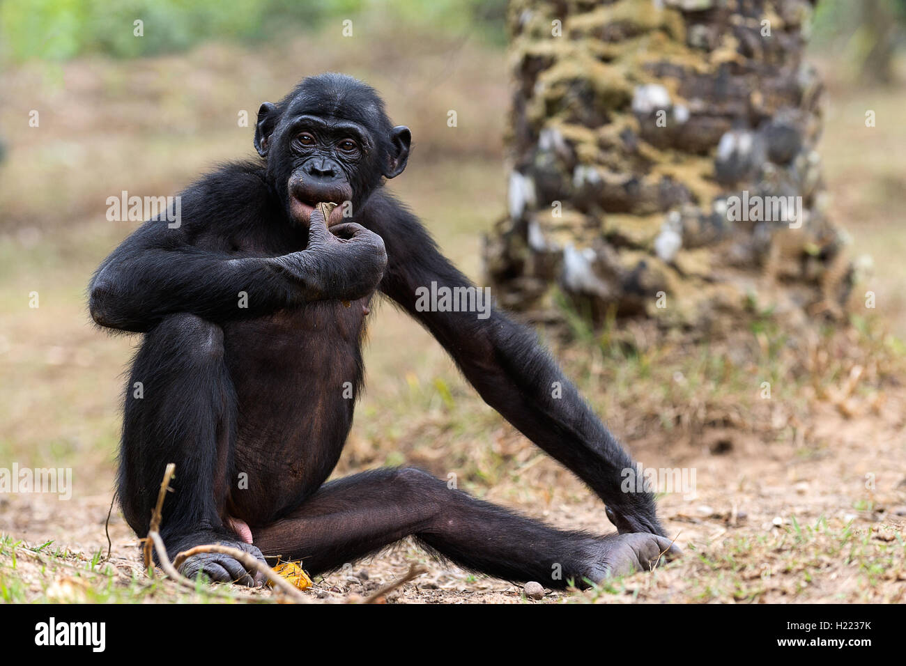 Cub of a Chimpanzee bonobo Stock Photo - Alamy