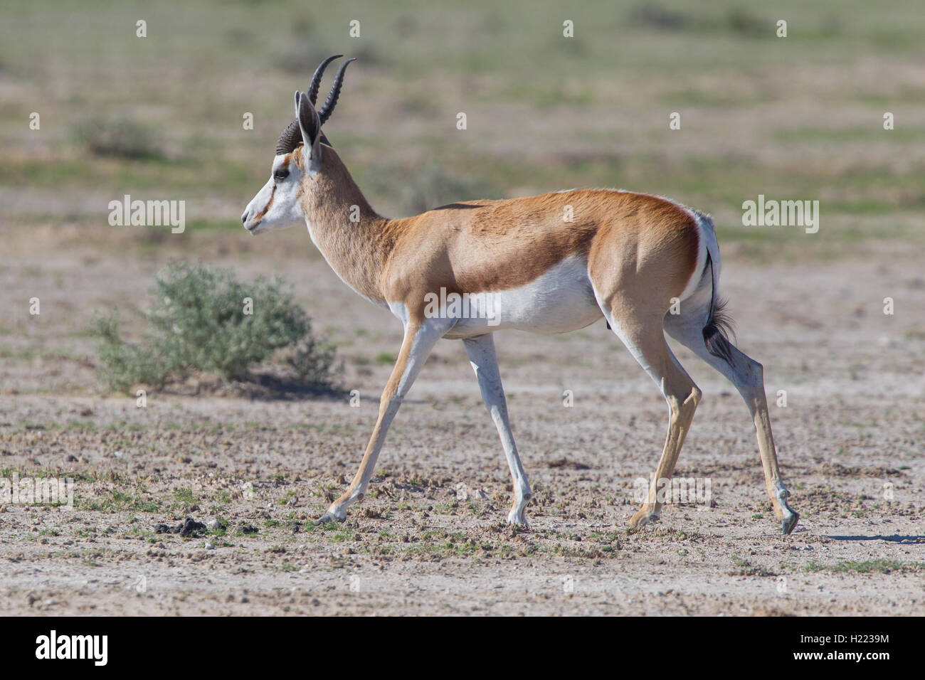 Springbok antelope (Antidorcas marsupialis Stock Photo - Alamy