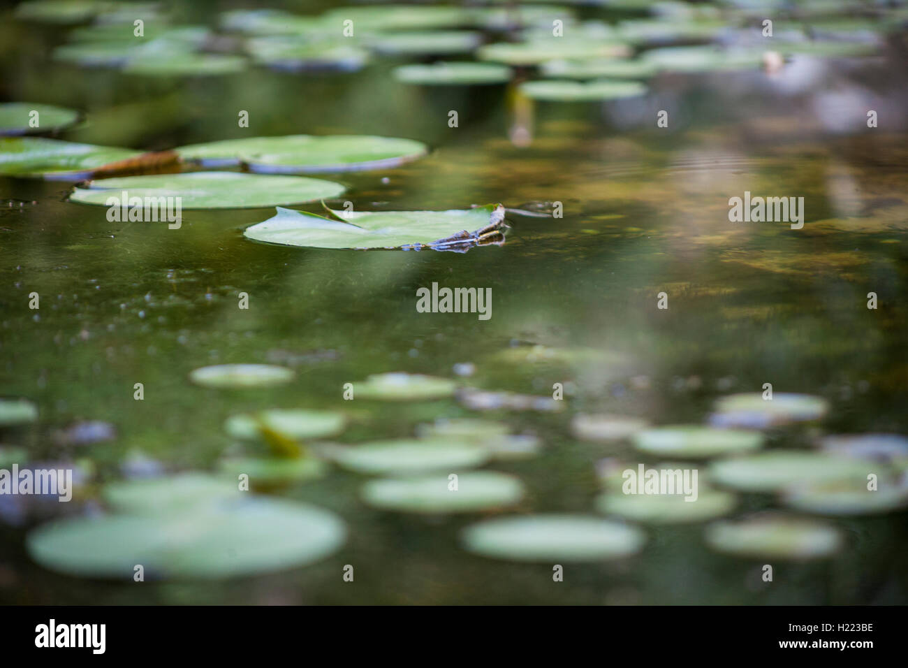 Water Lily pads in a Japanese pond Stock Photo - Alamy