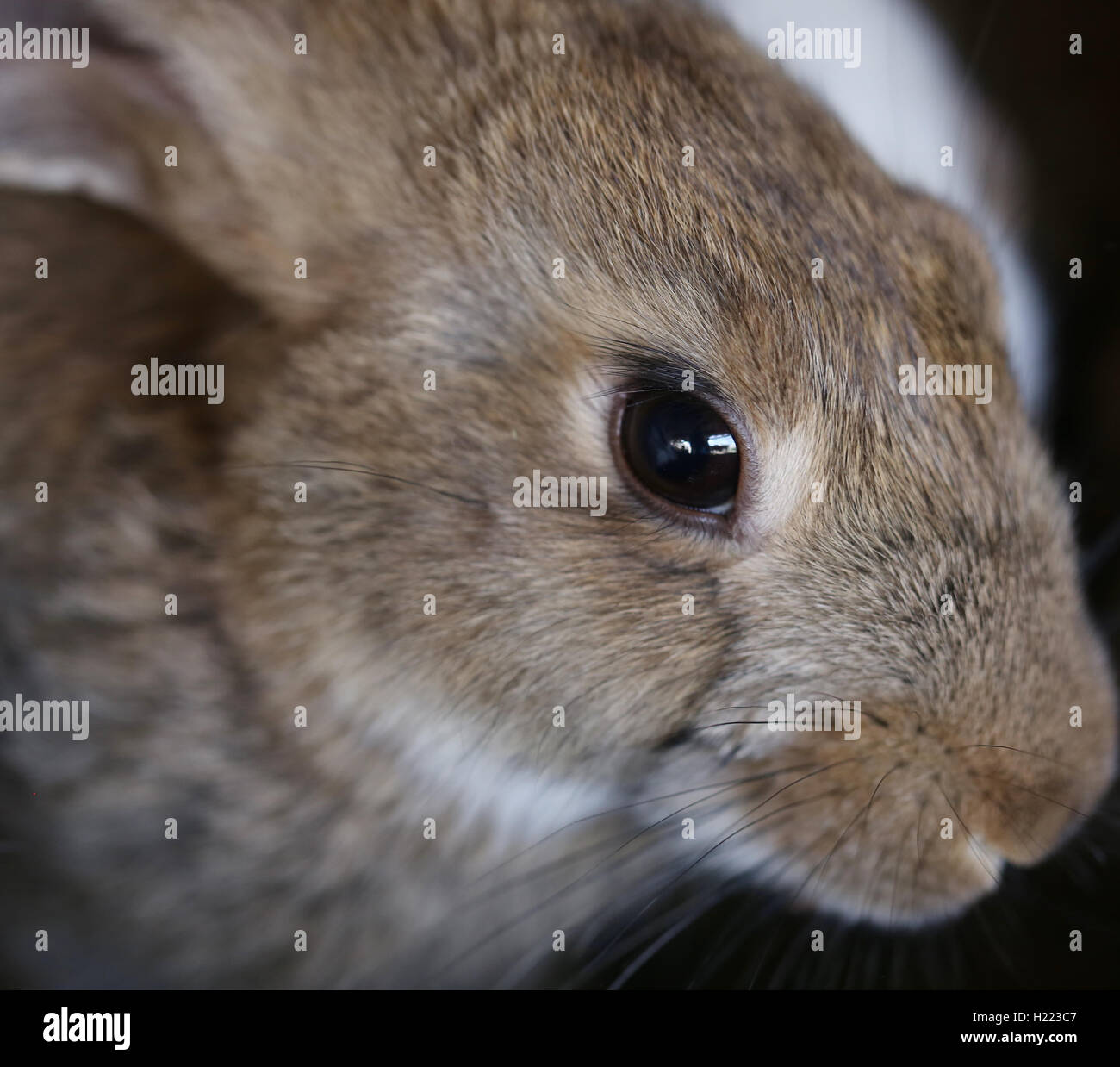 Young rabbit animal farm and breeding Stock Photo - Alamy