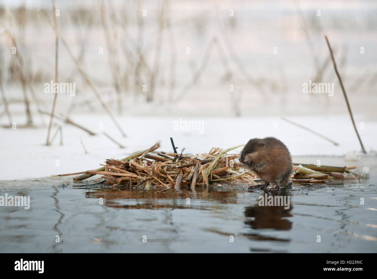 The muskrat (Ondatra zibethicus Stock Photo - Alamy