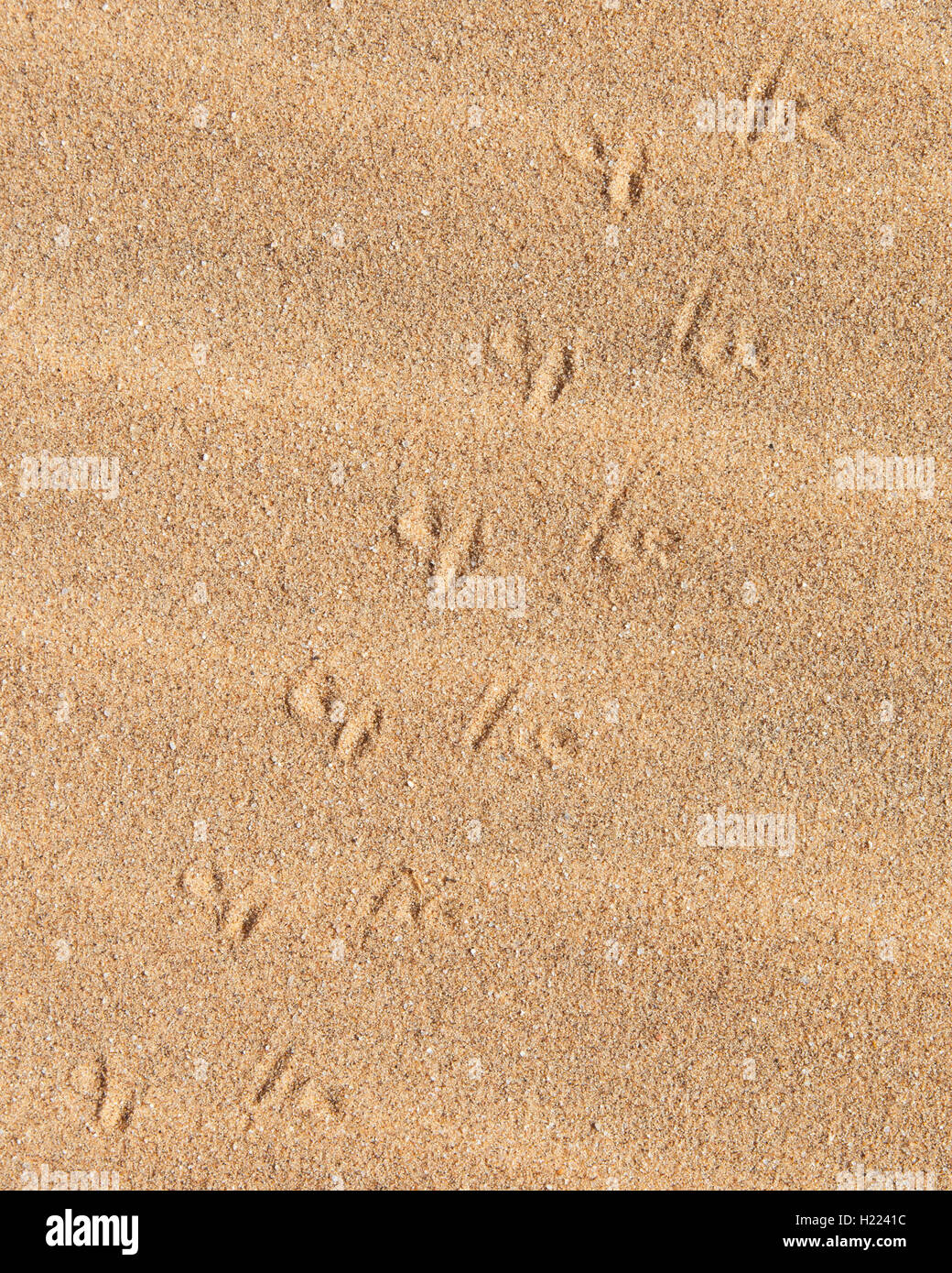 Sand lizard track hi-res stock photography and images - Alamy