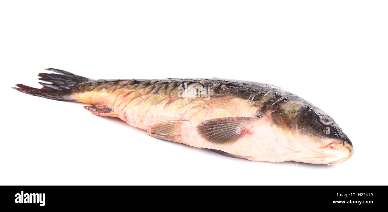Fish belly Cut Out Stock Images & Pictures - Alamy