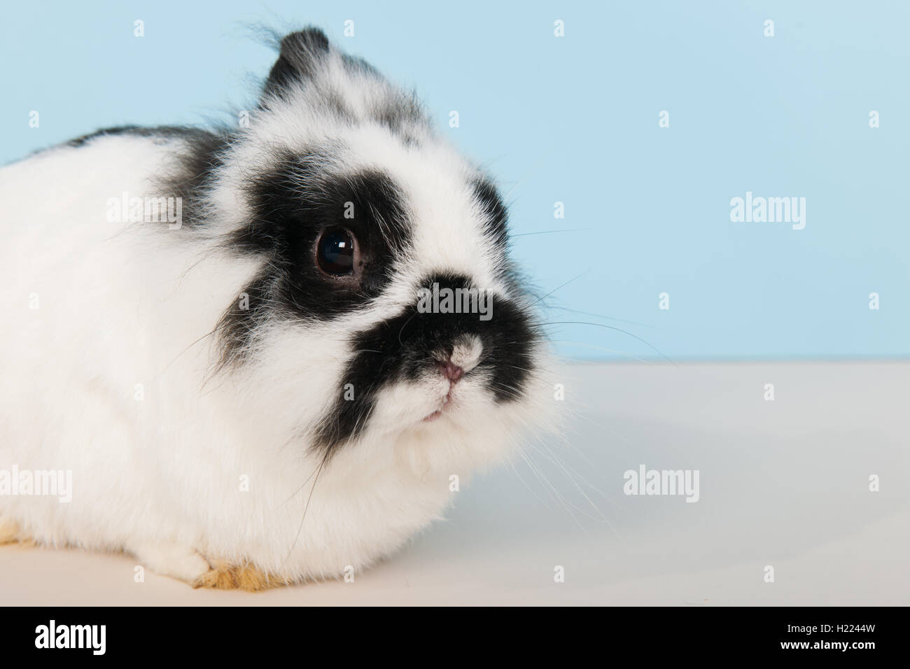 Black and white rabbit Stock Photo - Alamy