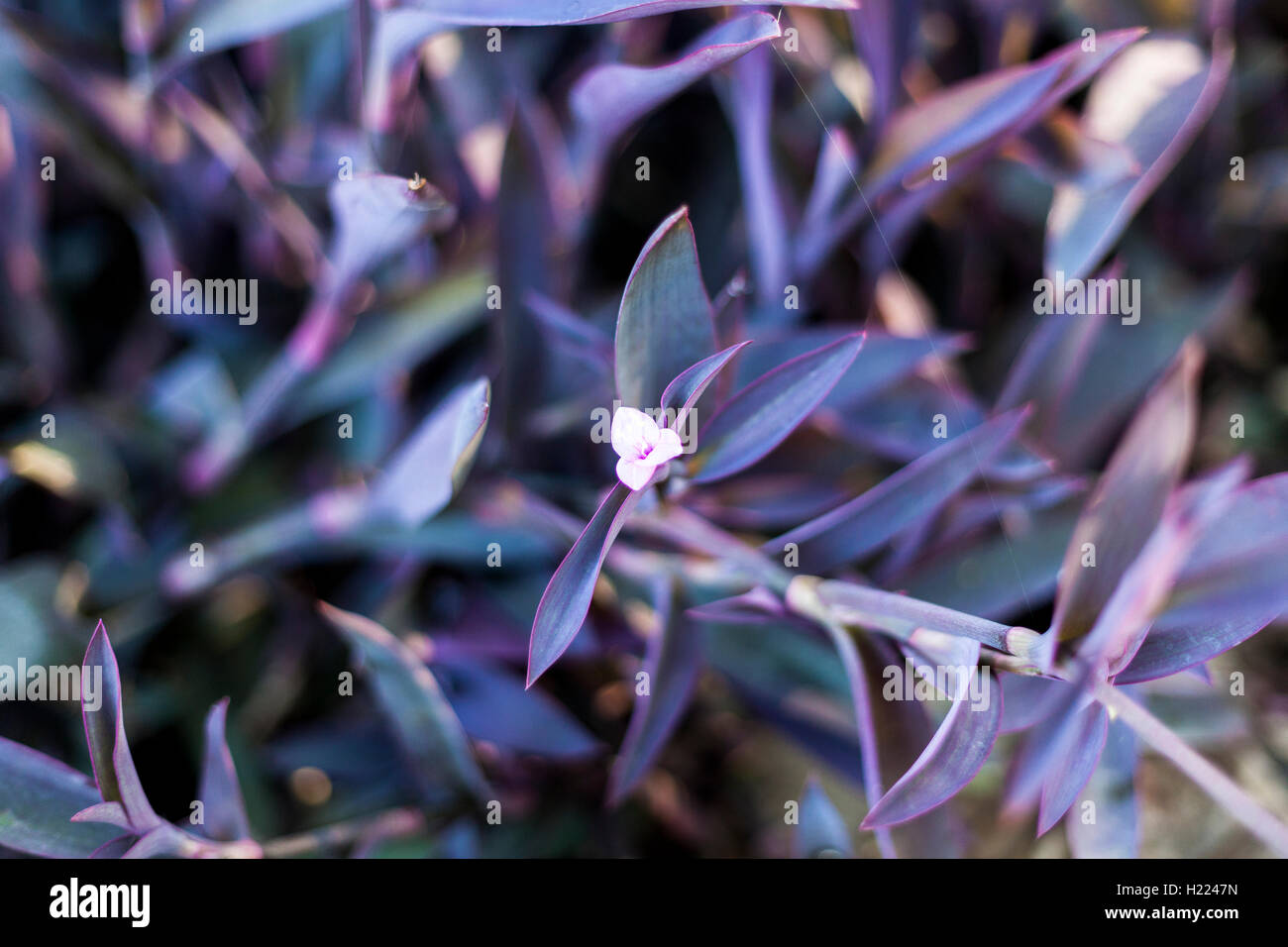 Closeup of a flowering Purple Heart plant Stock Photo - Alamy