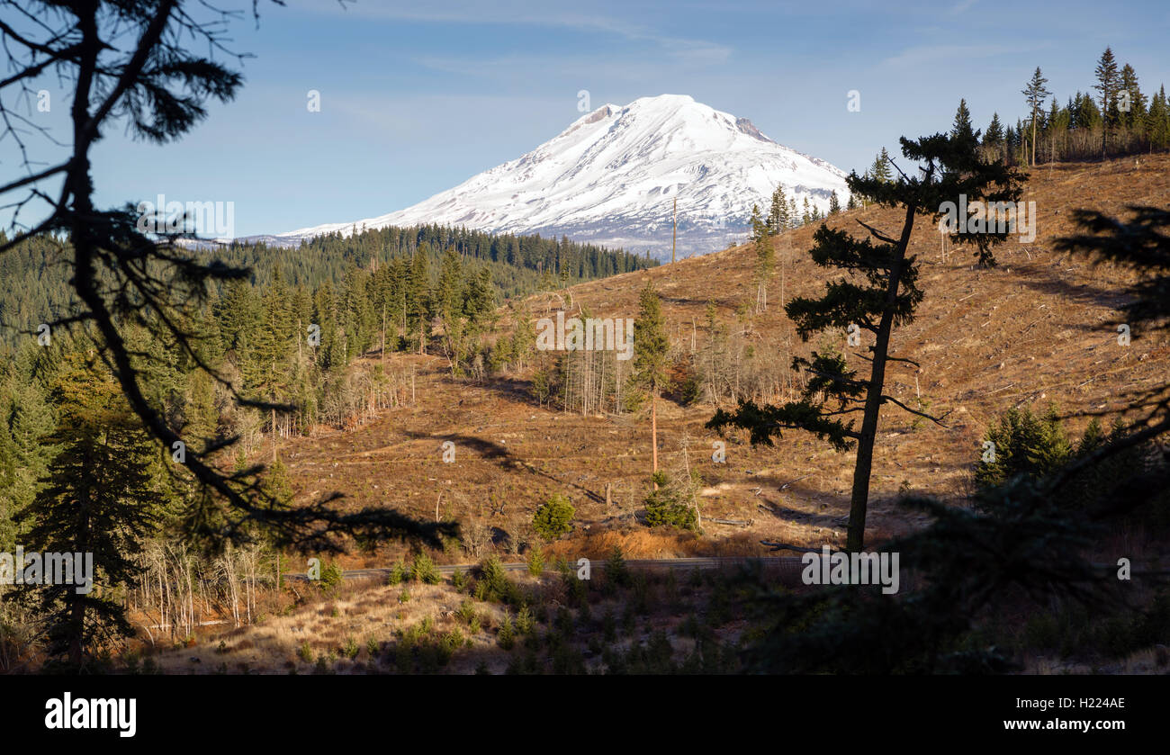 Adams Forest Clear Cut Logging Slash Land Devastation Stock Photo - Alamy