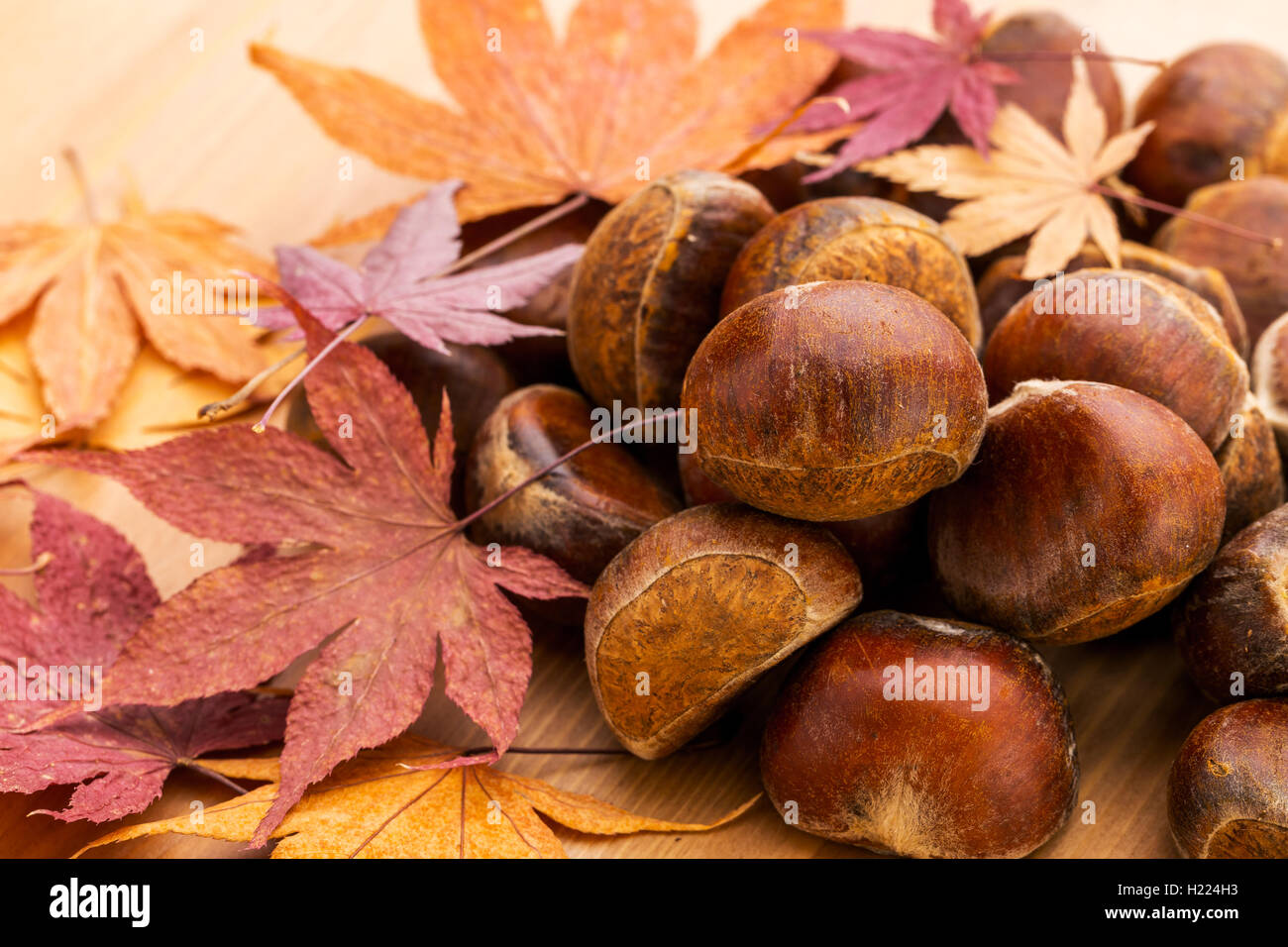 A chinese chestnut tree hi-res stock photography and images - Alamy