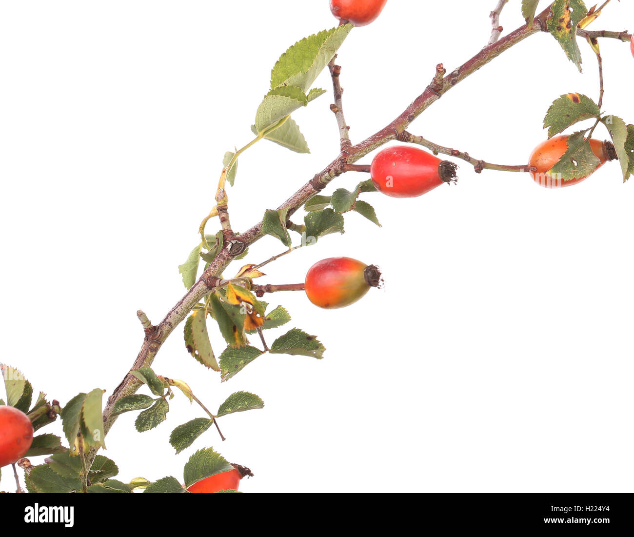 Isolated image of a branch rose hips Stock Photo - Alamy