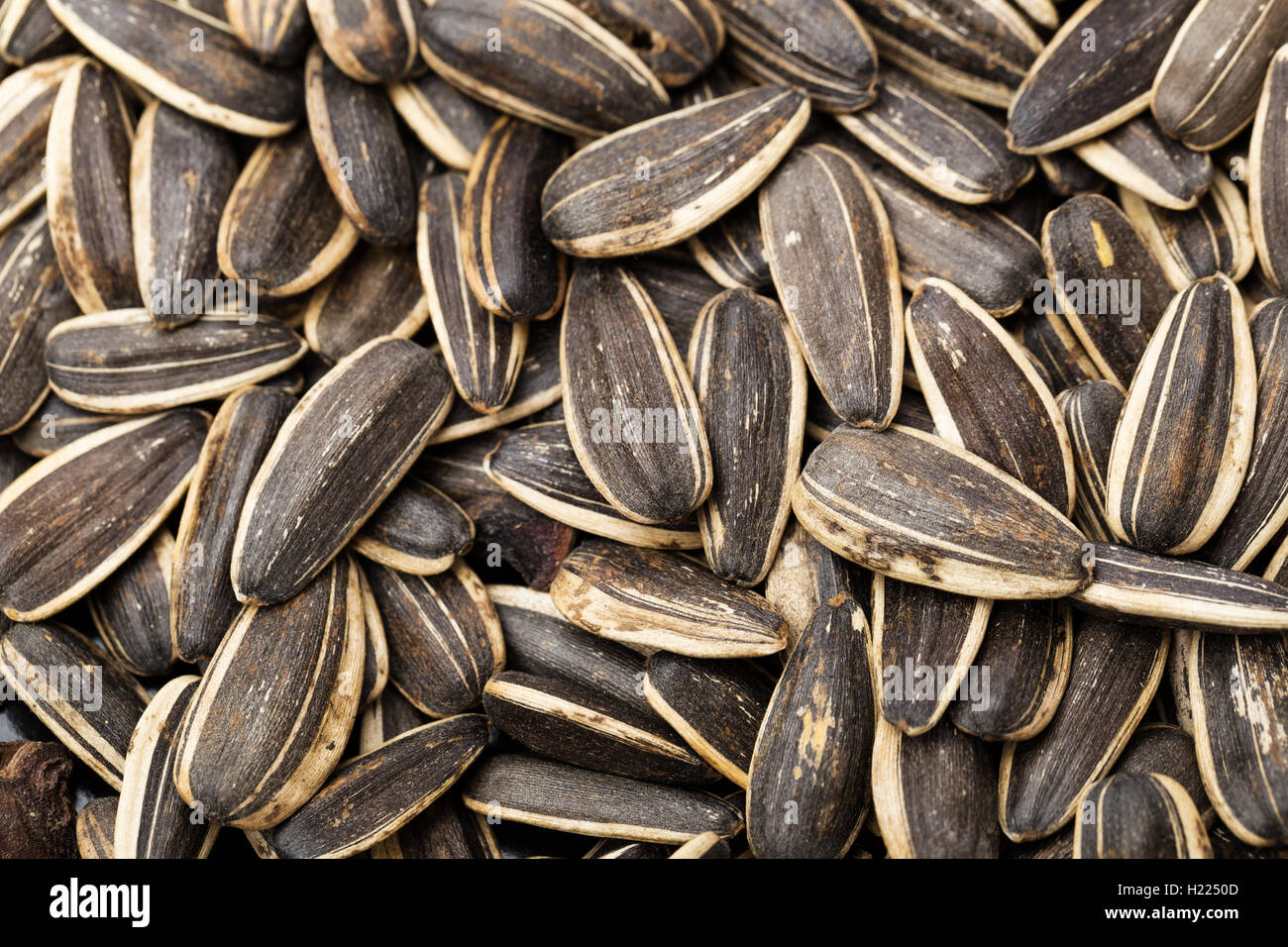 Sunflower seed close up Stock Photo - Alamy