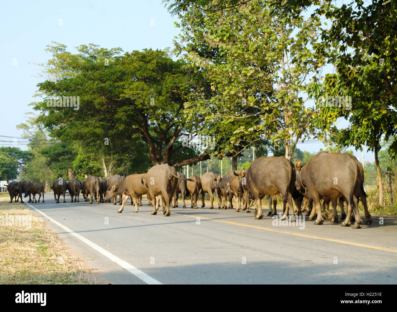 Buffalo ride hi-res stock photography and images - Alamy