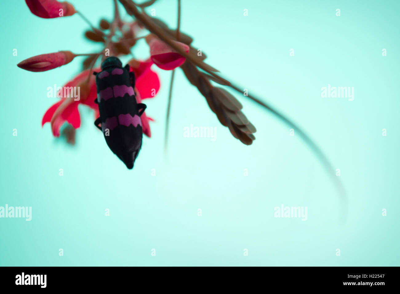 Insect of flower hi-res stock photography and images - Alamy