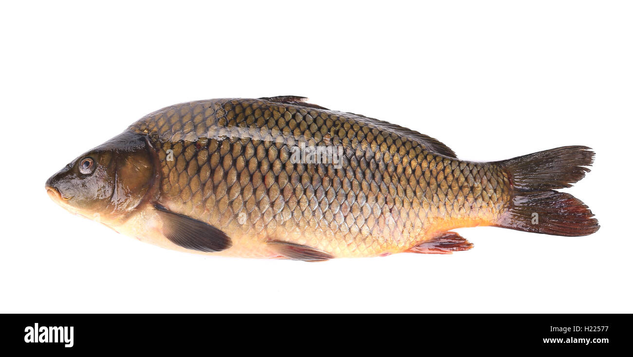 The belly of the carp hi-res stock photography and images - Alamy