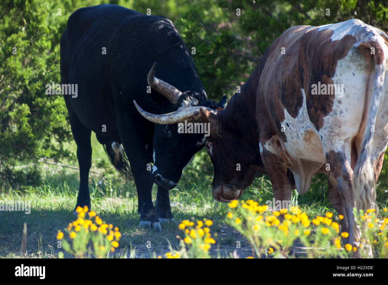 Two young bulls fight and establish dominance in a field Stock Photo ...
