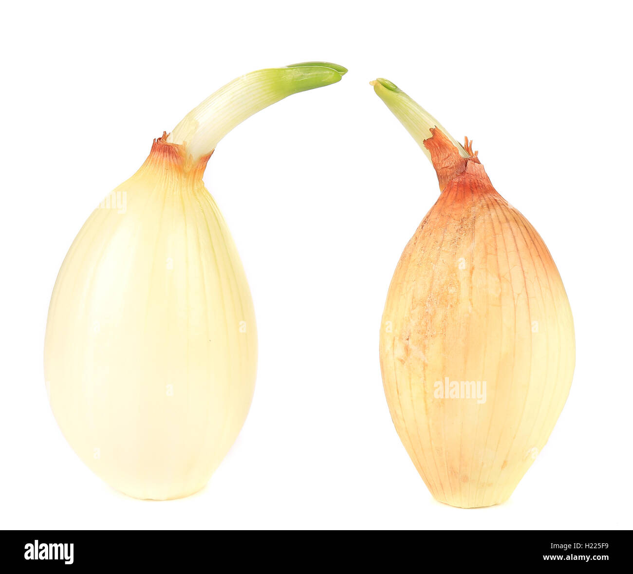 Onion half sprouting sliced hi-res stock photography and images - Alamy