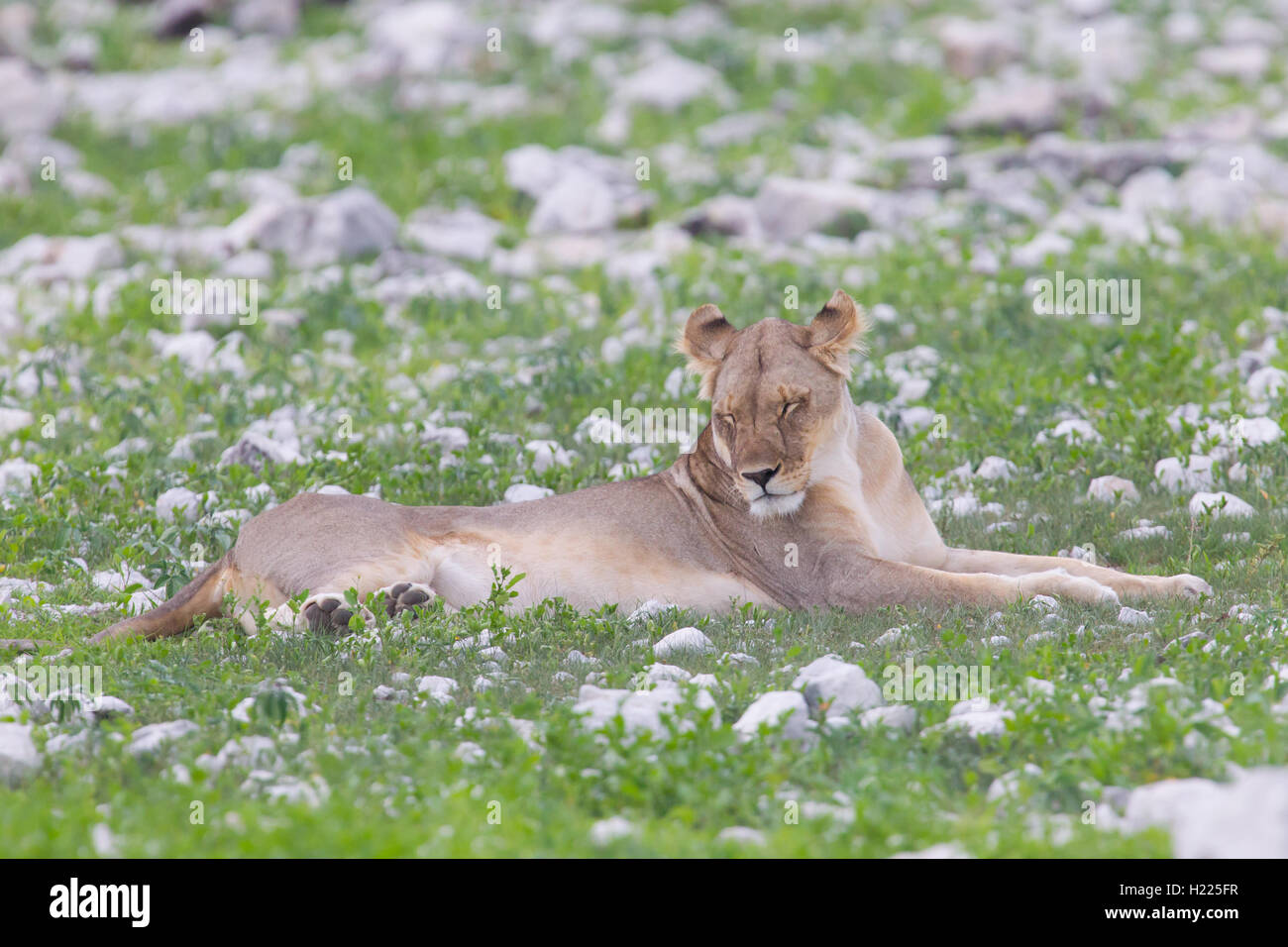 Lion walking on the rainy plains of Etosha Stock Photo - Alamy