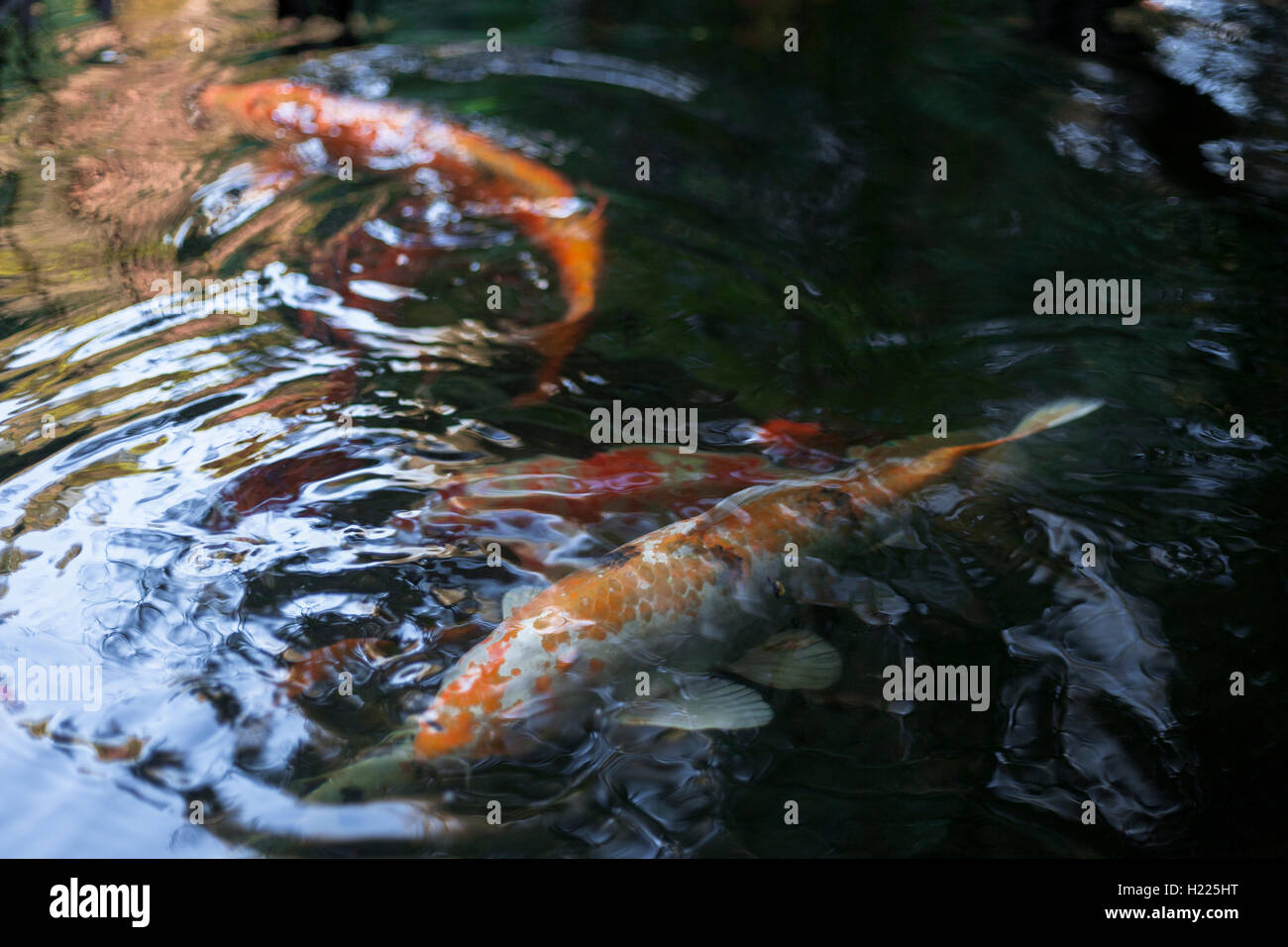 A group of Japanese Koi glide through Lily pond Stock Photo - Alamy