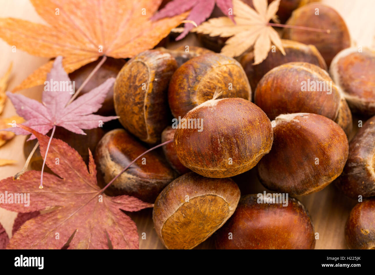 Chestnut and maple Stock Photo - Alamy