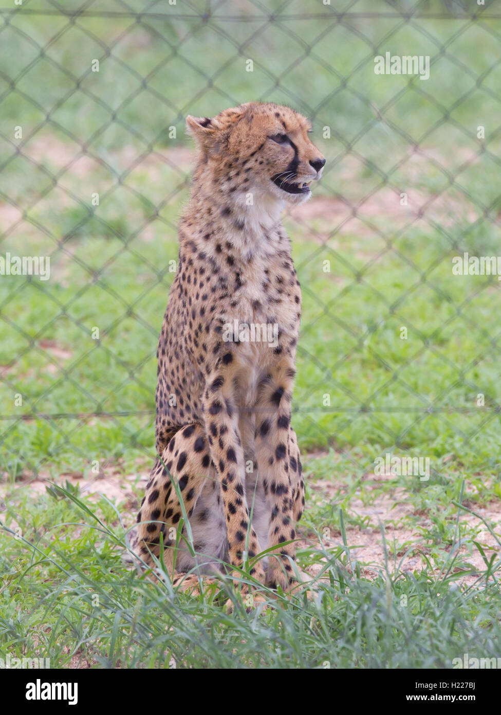 Cheetah in captivity Stock Photo - Alamy