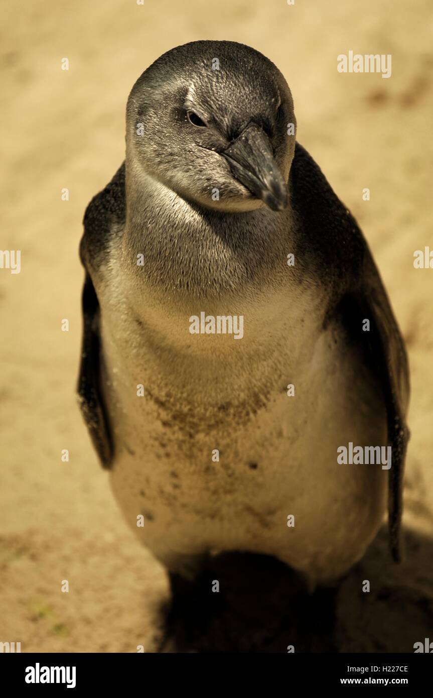 Little blue fairy penguin hi-res stock photography and images - Alamy