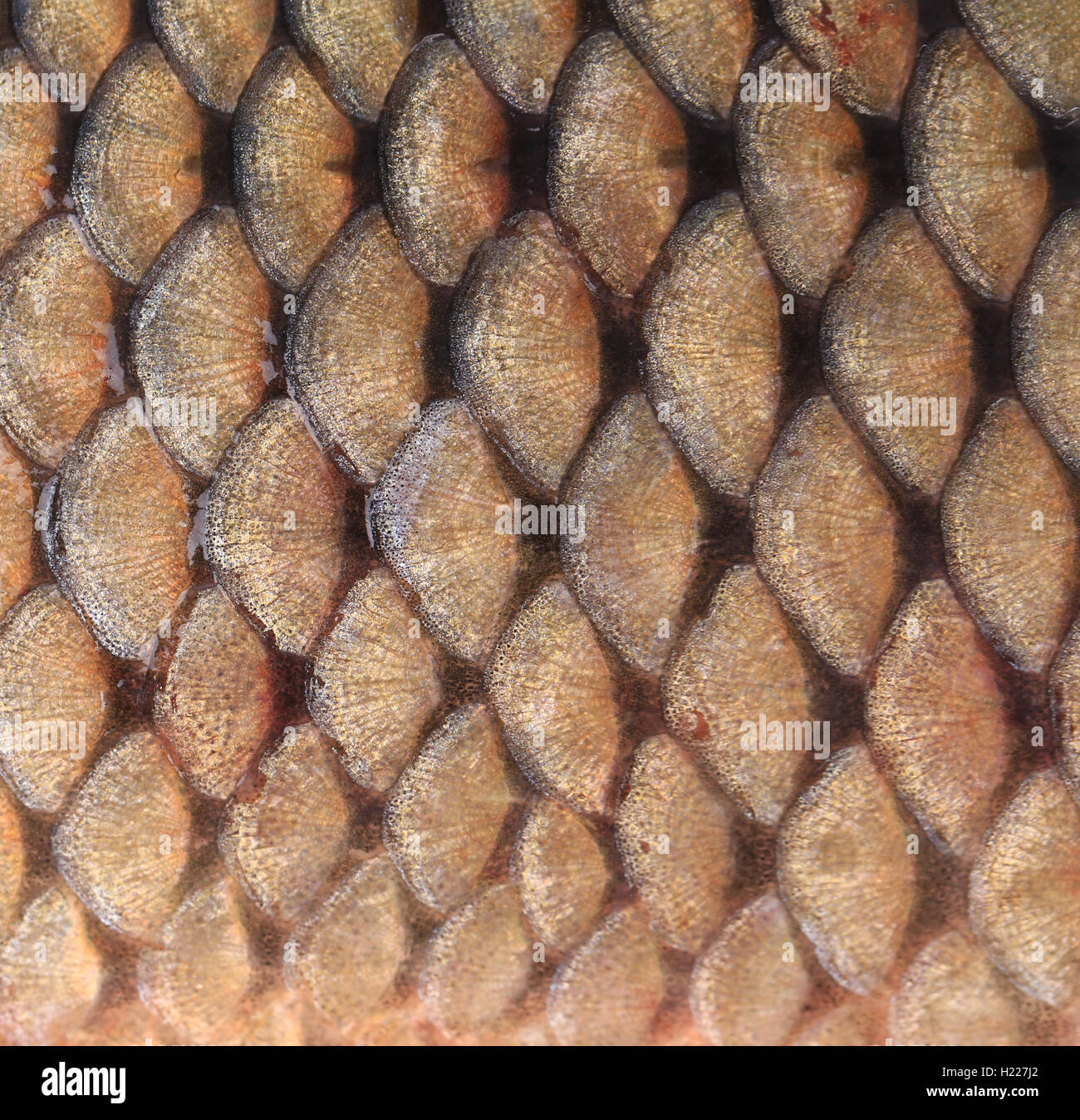 Texture of fish scales close up Stock Photo - Alamy