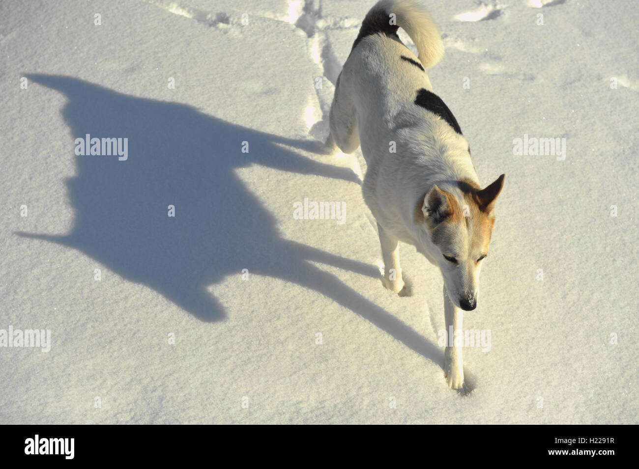 Dog and shadow Stock Photo - Alamy