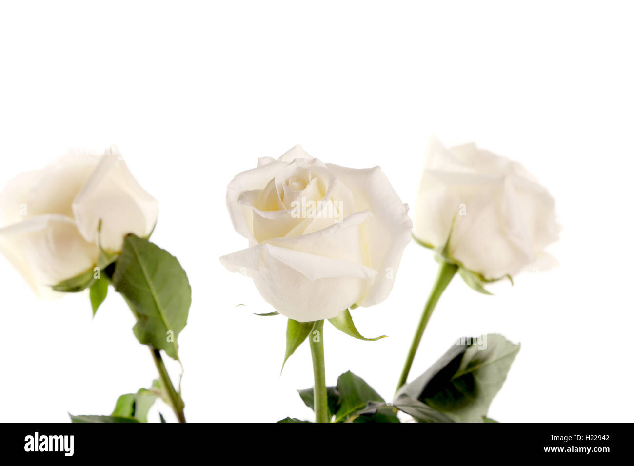 Three white roses Stock Photo - Alamy