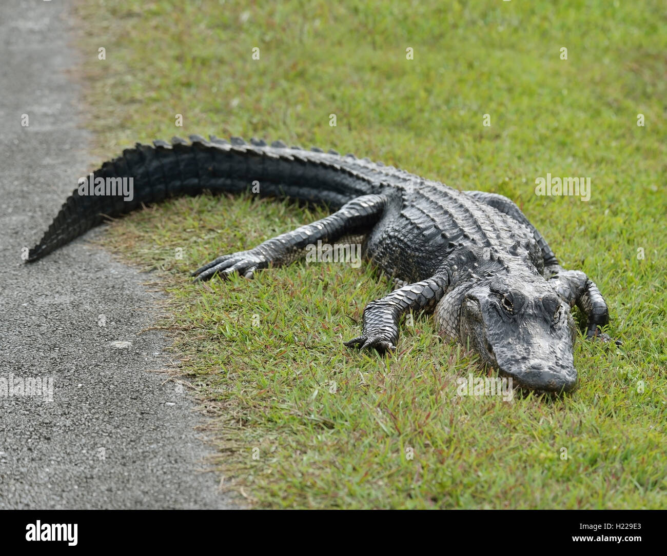 Alligator grass hi-res stock photography and images - Alamy