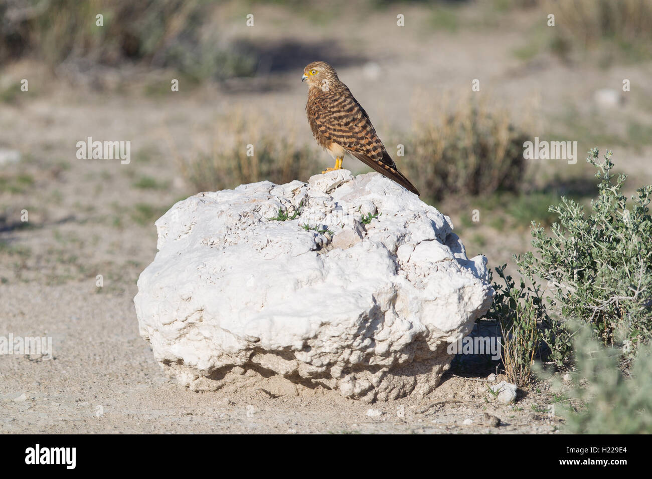 African rock kestrel hi-res stock photography and images - Alamy