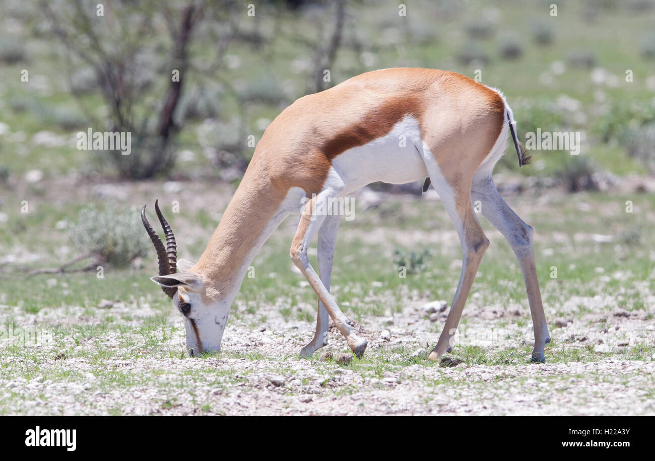 Springbok antelope (Antidorcas marsupialis Stock Photo - Alamy