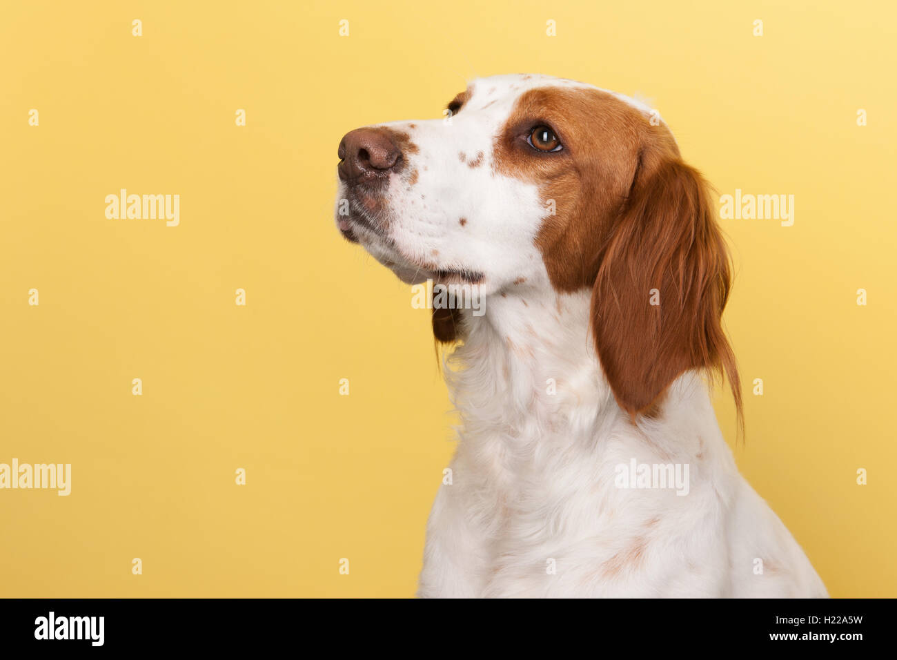 Portrait of Cross-breed Spaniel Stock Photo - Alamy