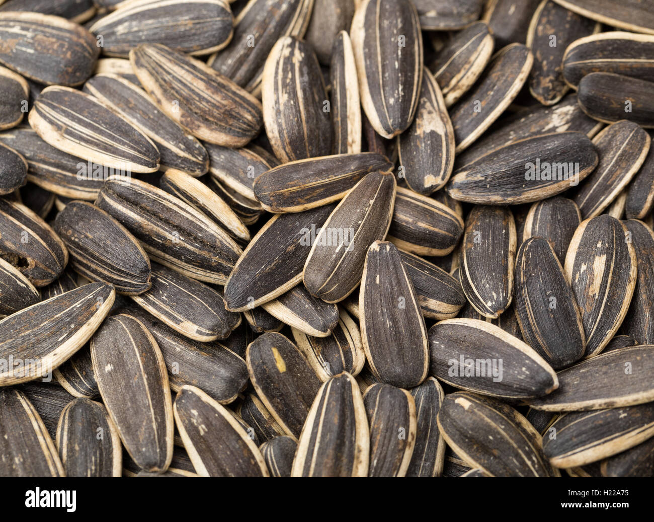 Sunflower seed close up Stock Photo - Alamy
