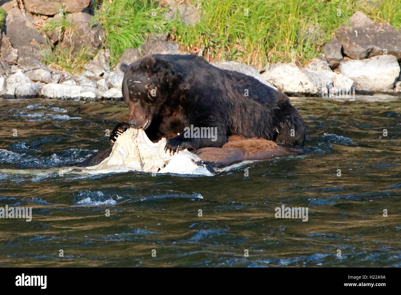 Male grizzly bear yellowstone hi-res stock photography and images - Alamy