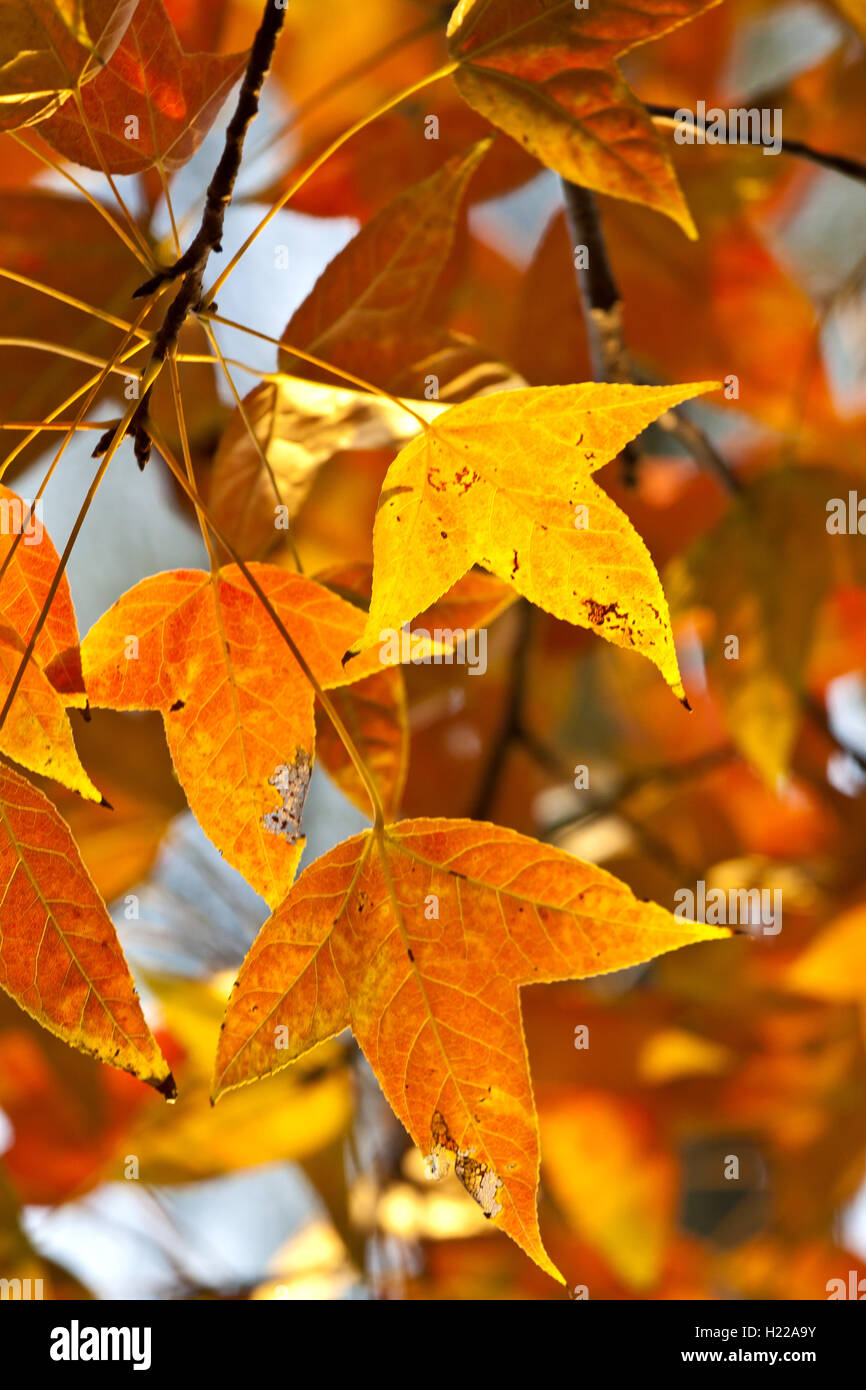 Autumn red leaves Stock Photo - Alamy